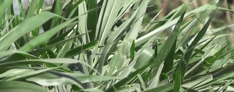 Gatton panic - Negocios del Campo